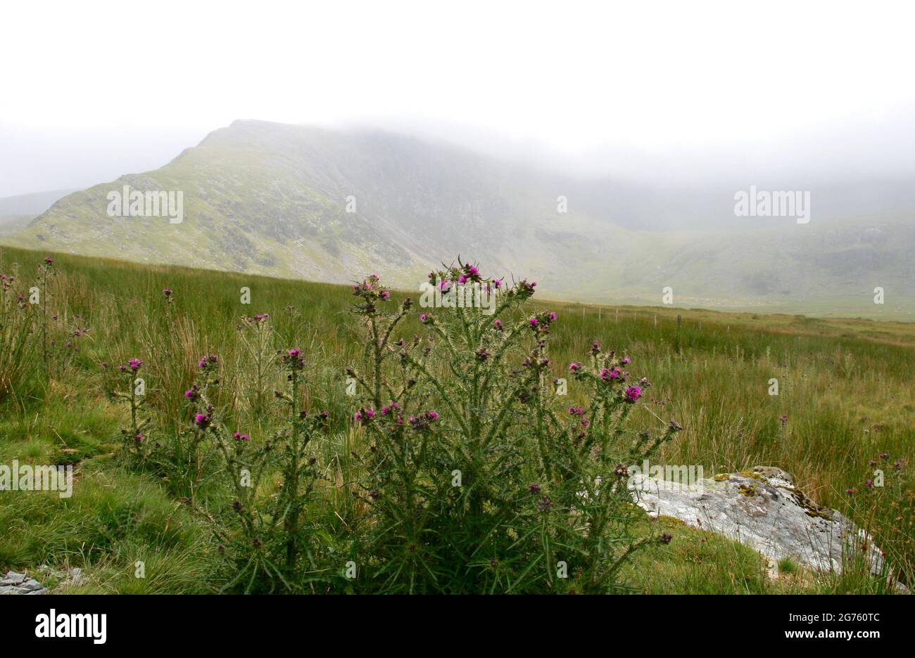 Wildflowers snowdonia hi-res stock photography and images - Alamy