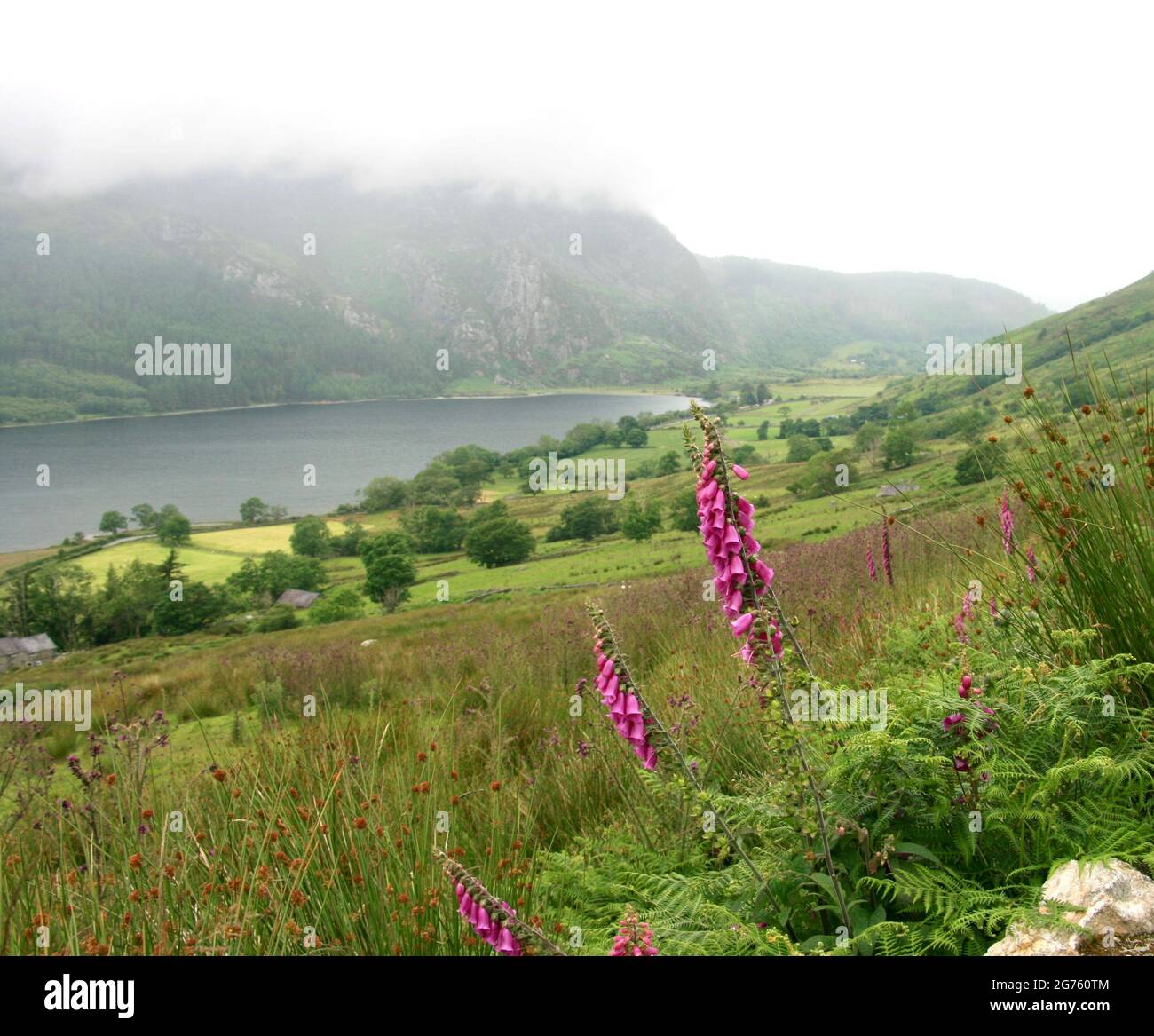 Wildflowers in misty Snowdonia Wales Cymru Stock Photo - Alamy