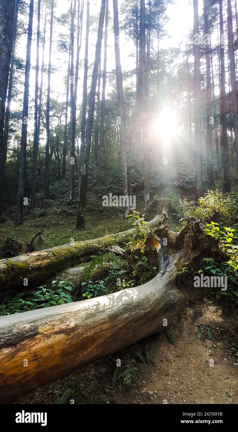 Broken by strong tree roots hi-res stock photography and images - Alamy