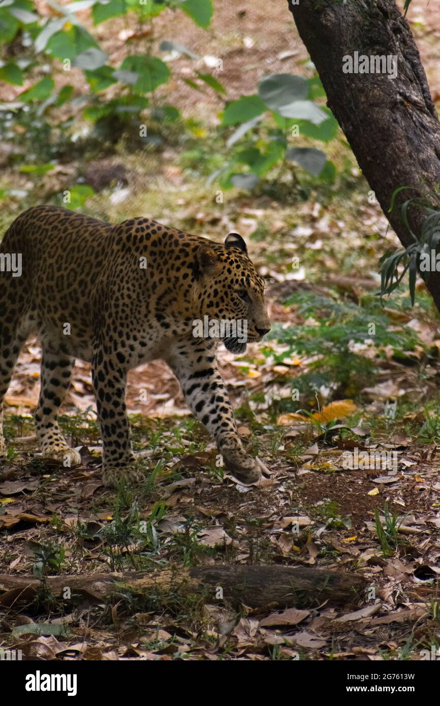 A beautiful shot of a majestic leopard walking in the forest next to ...