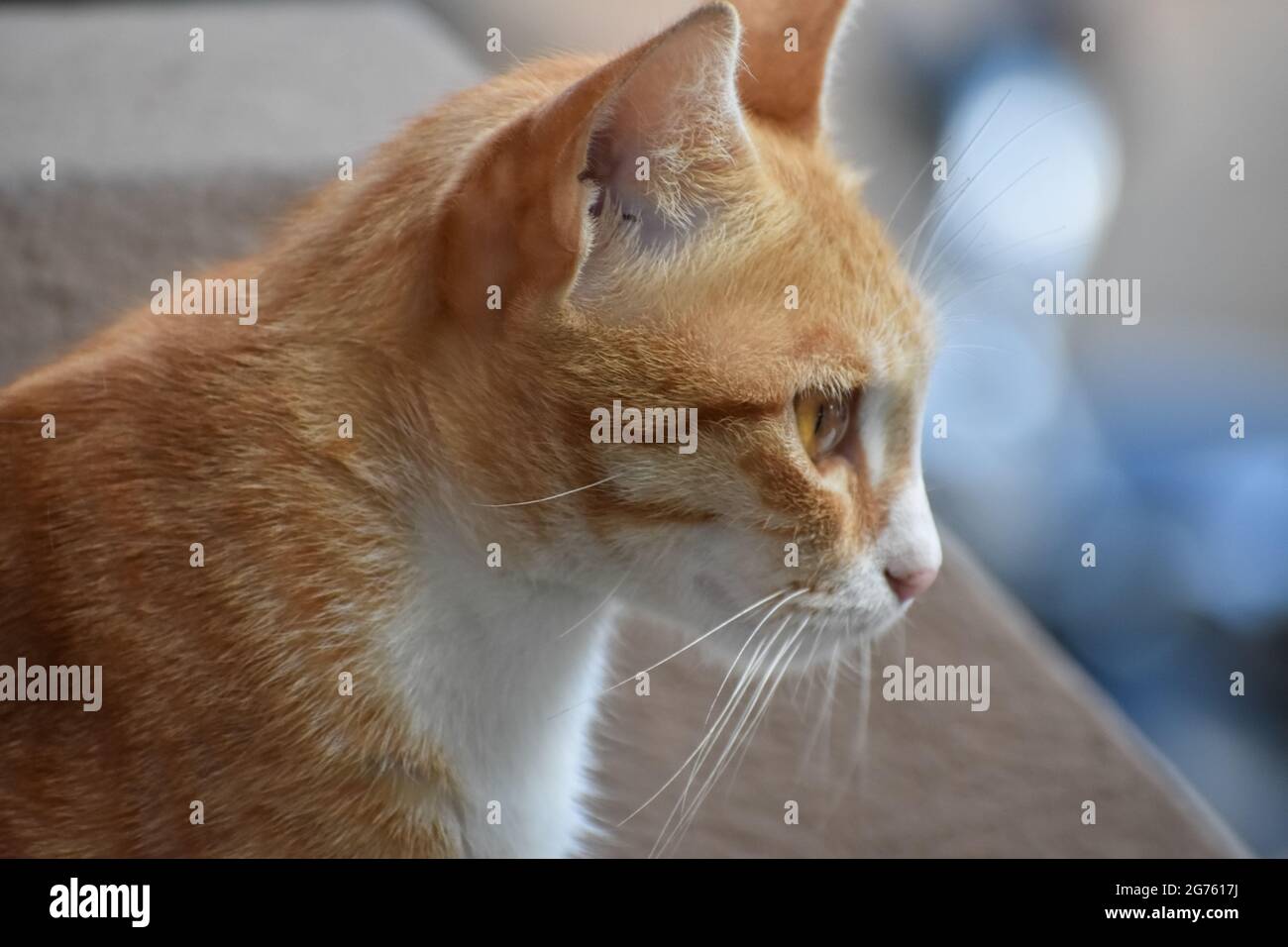 Profiling Funny Ginger