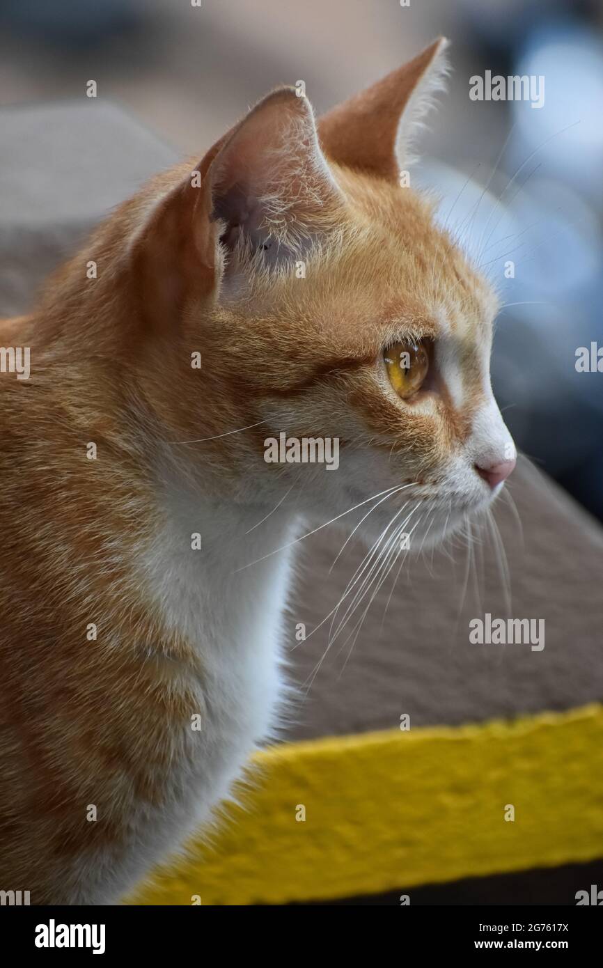 A side profile of an adorable ginger cat looking aside on blurred ...