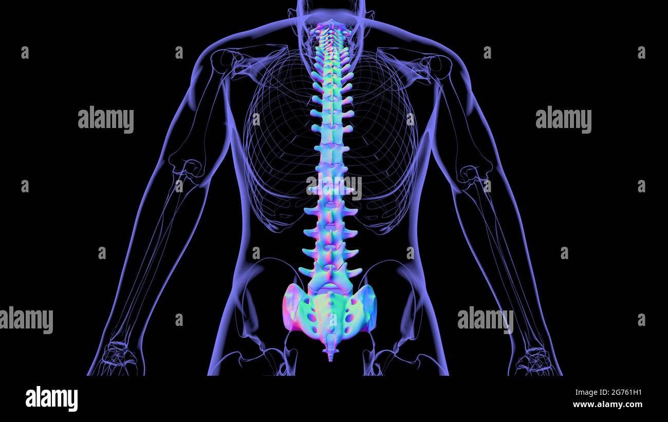 Human Skeleton Vertebral Column Vertebrae Anatomy 3D Illustration Stock ...