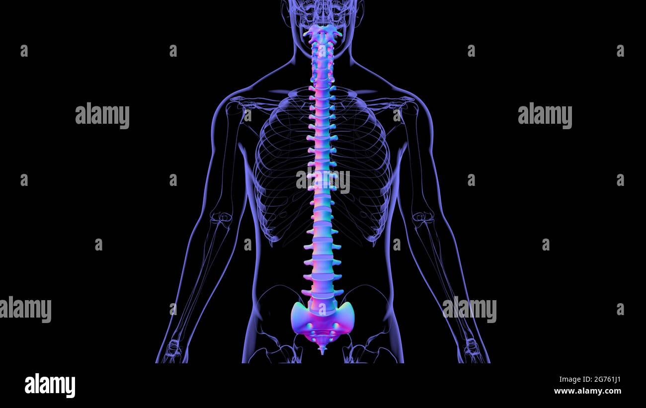 Human Skeleton Vertebral Column Vertebrae Anatomy 3D Illustration Stock ...
