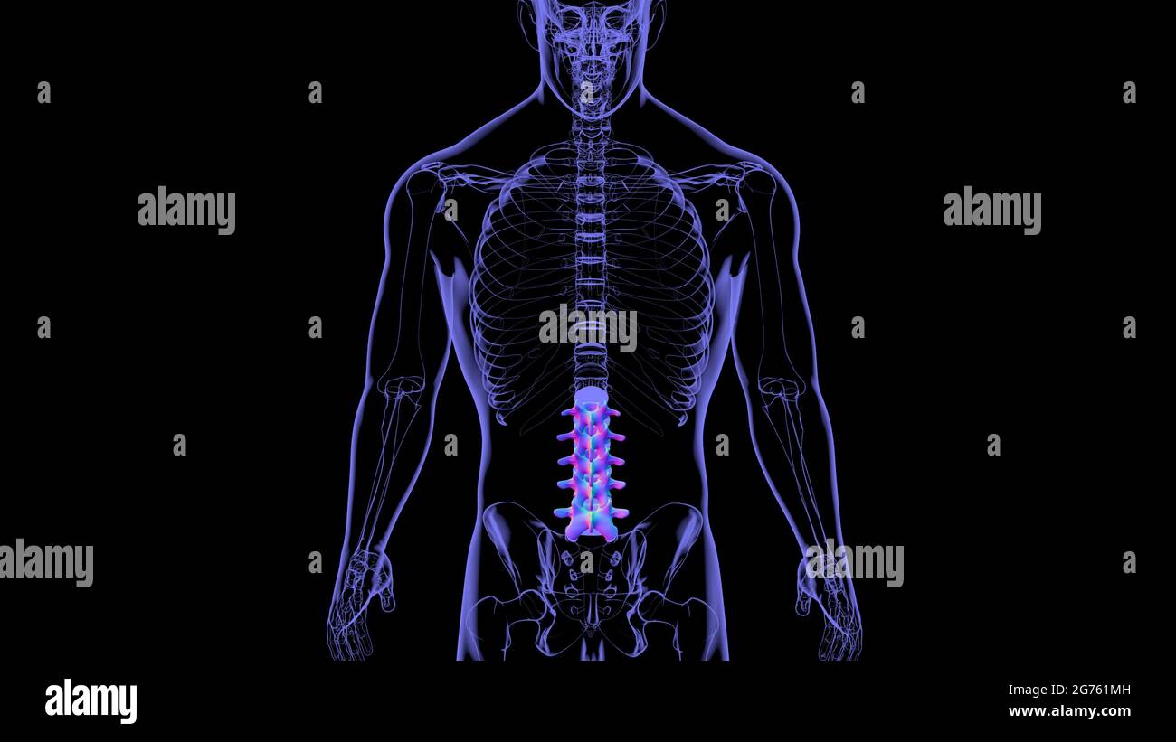 Human Skeleton Vertebral Column Lumbar Vertebrae Anatomy 3D ...