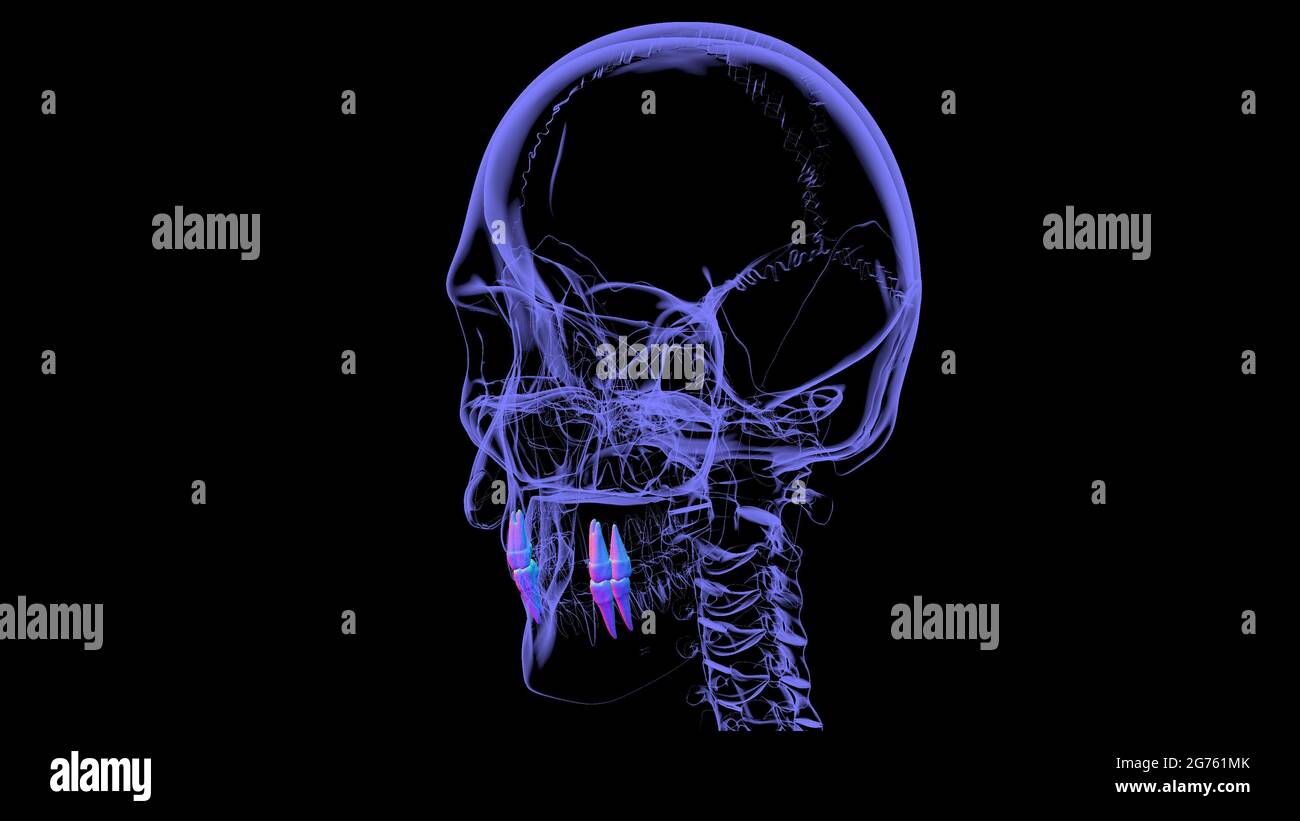 Human Teeth Premolars Anatomy 3D Illustration For Medical Concept Stock ...