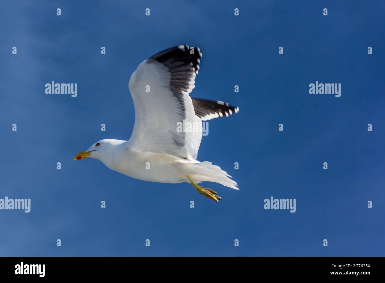 A seagull flying high in the clear blue sky Stock Photo - Alamy