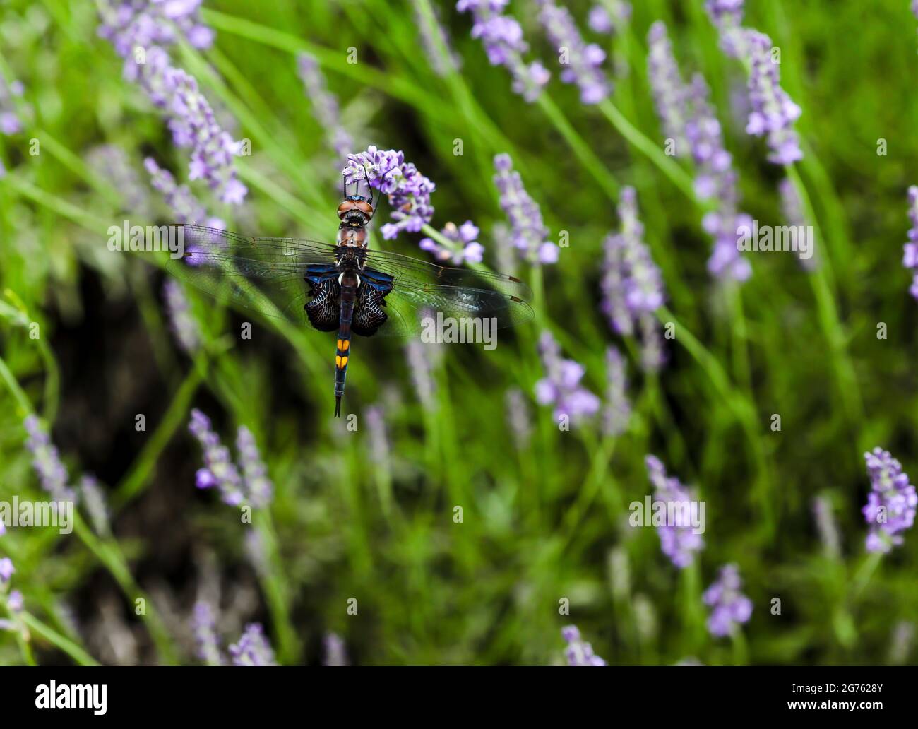 Hanging fly insect hi-res stock photography and images - Alamy