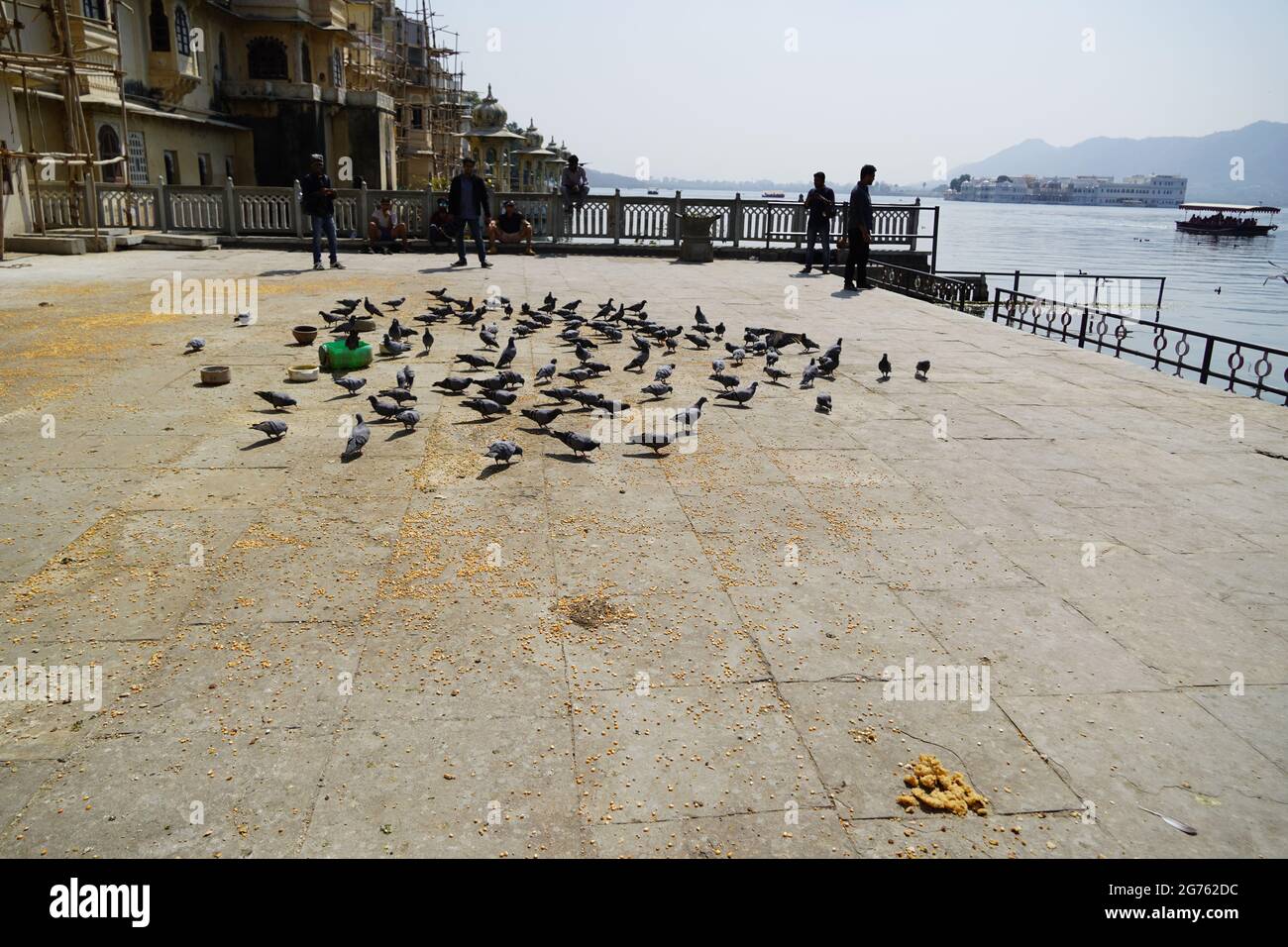 Bird feeding flying in rice hi-res stock photography and images - Alamy