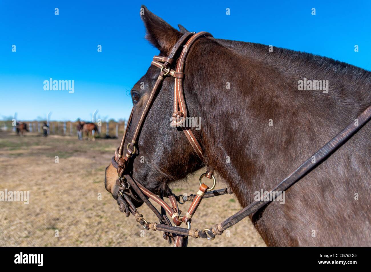 A profile shot of an Argentine saddled horse grazing under the clear ...