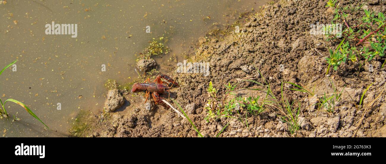 Selective focus of a crawfish on the ground along canal side at the ...