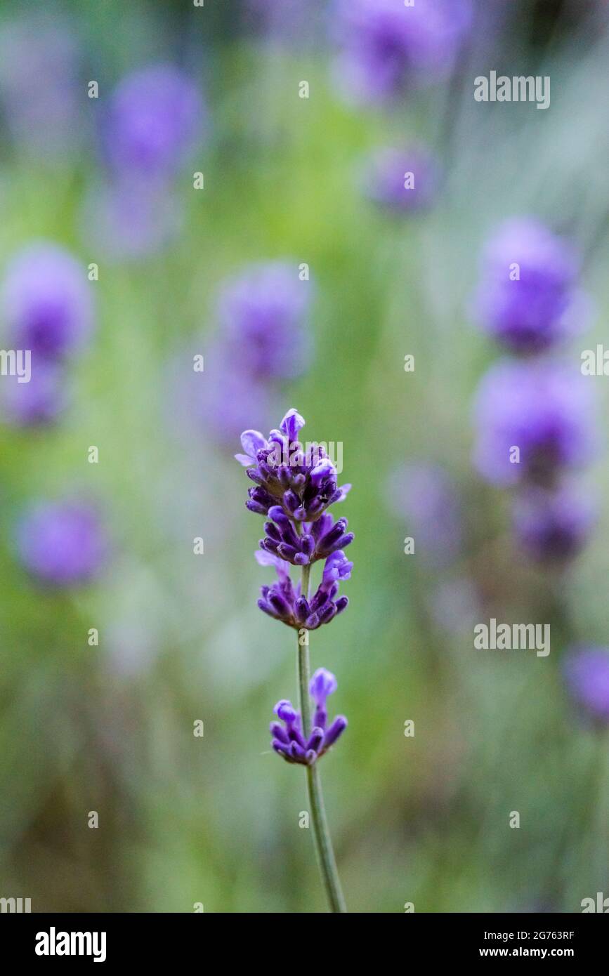 Purple lavender flower hi-res stock photography and images - Alamy