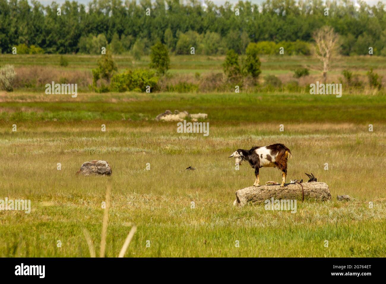Goats under sun hi-res stock photography and images - Alamy