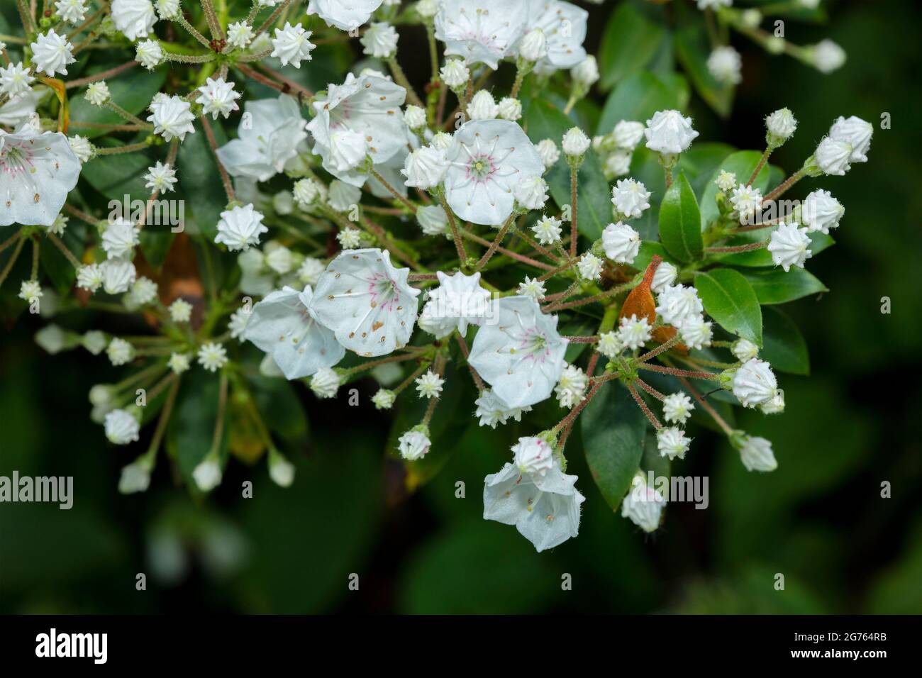 Pretty Kalmia Latifolia - Elf Stock Photo - Alamy