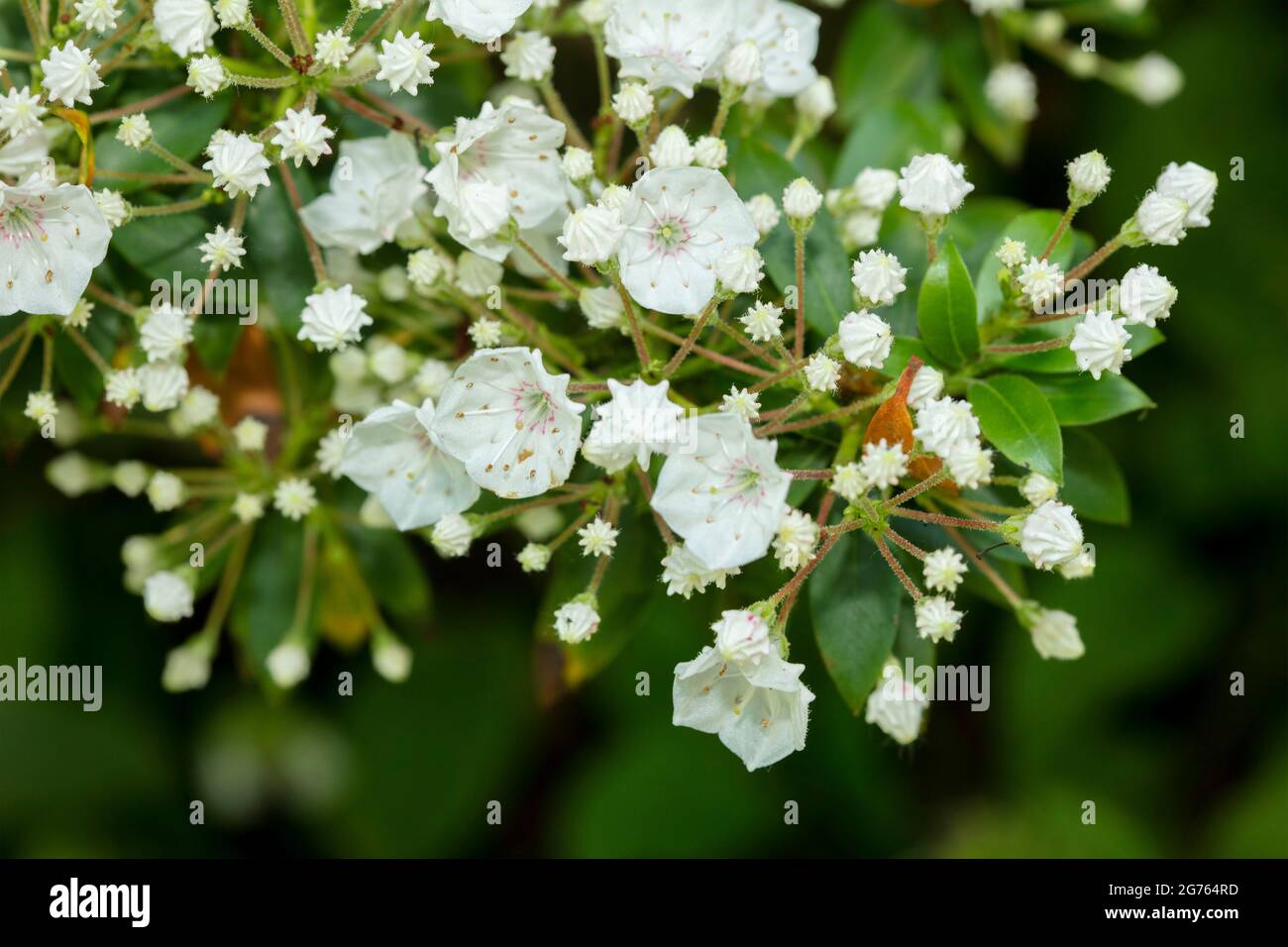 Pretty Kalmia Latifolia - Elf Stock Photo - Alamy