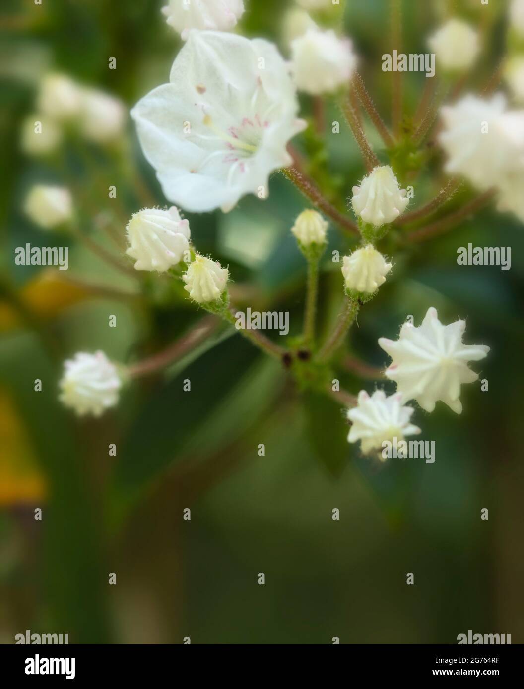 Pretty Kalmia Latifolia - Elf Stock Photo - Alamy