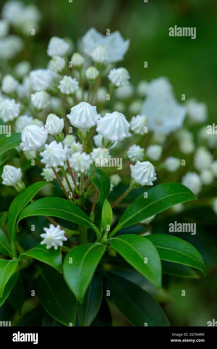 Pretty Kalmia Latifolia - Elf Stock Photo - Alamy