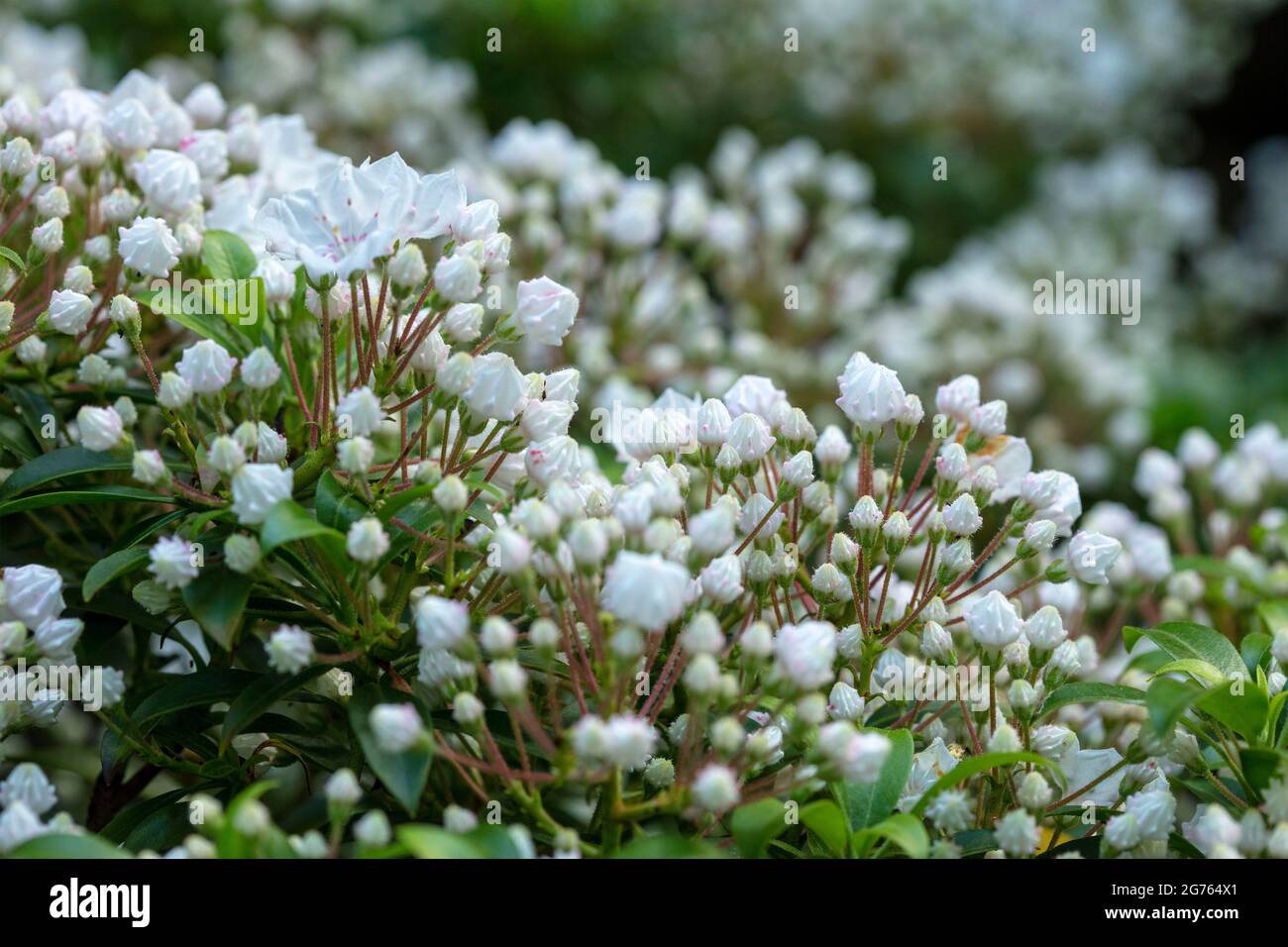 Spectacular Kalmia latifolia 'Pink Charm’, mountain laurel 'Pink Charm ...