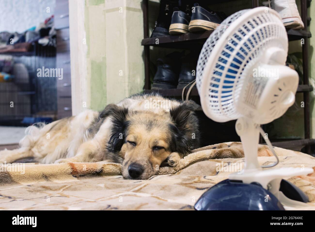 Dog fan home hi-res stock photography and images - Alamy