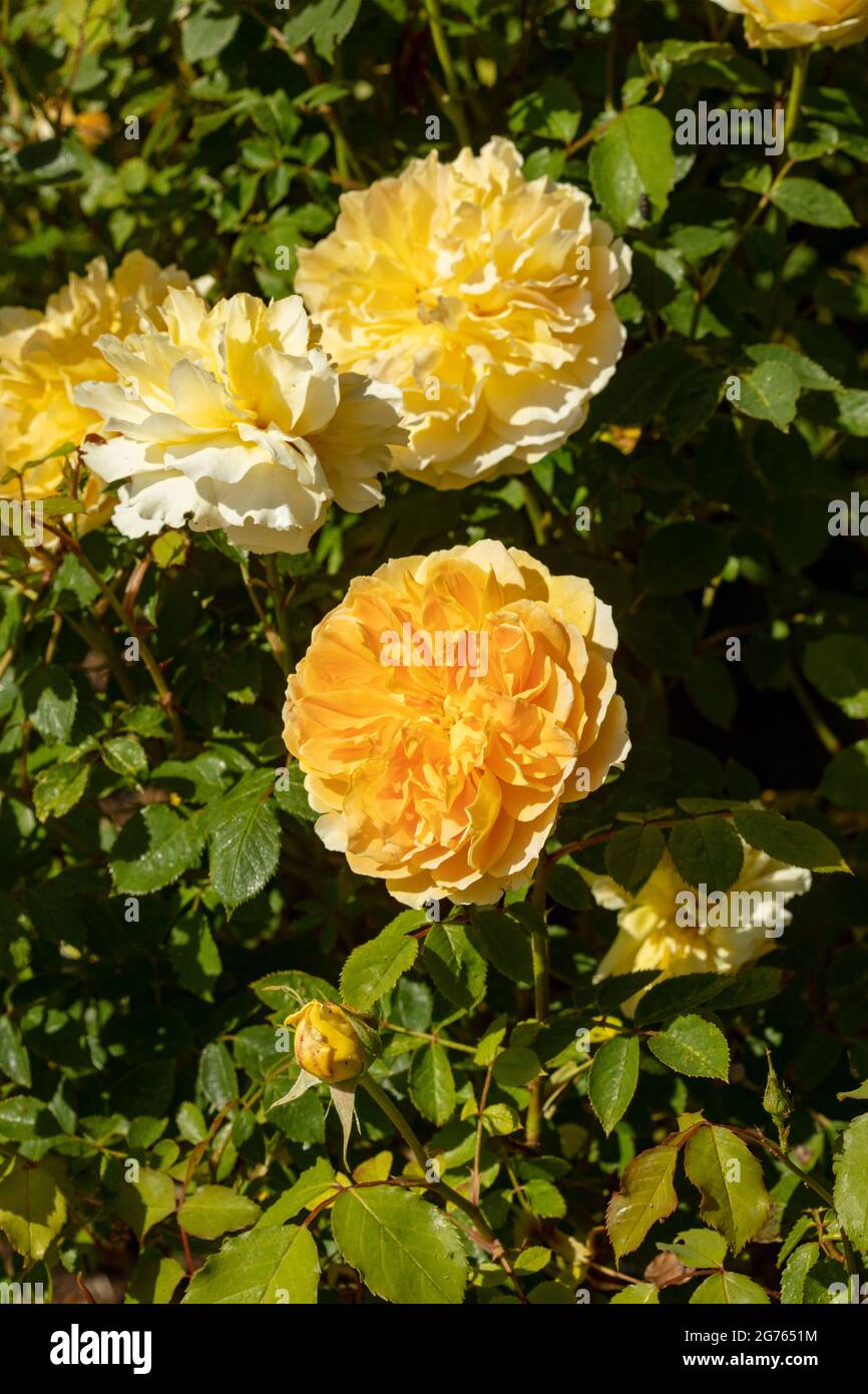 Delightful Rosa Molineux = ‘Ausmol’, rose ‘Molineux’ in flower, natural ...
