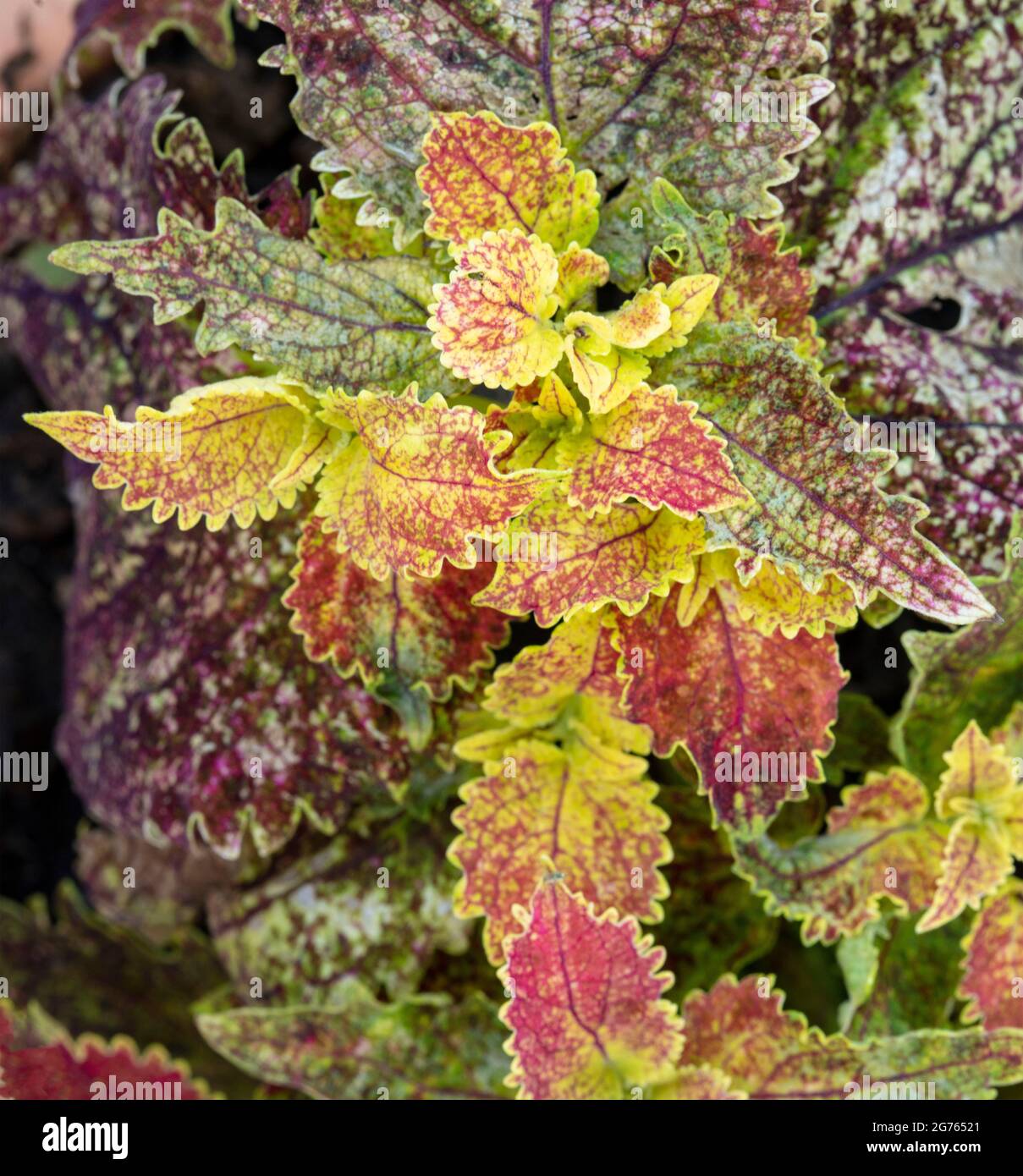 Highly variegated and striking Solenostemon ‘funfair’ in close up to ...