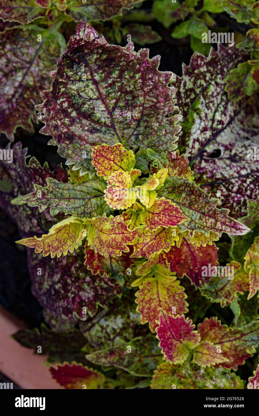 Highly variegated and striking Solenostemon ‘funfair’ in close up to ...