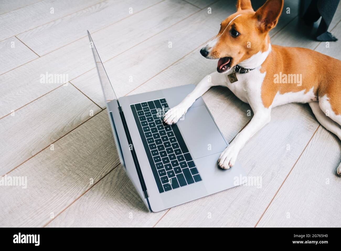 Shocked funny Basenji dog with open mouth looking on laptop computer ...