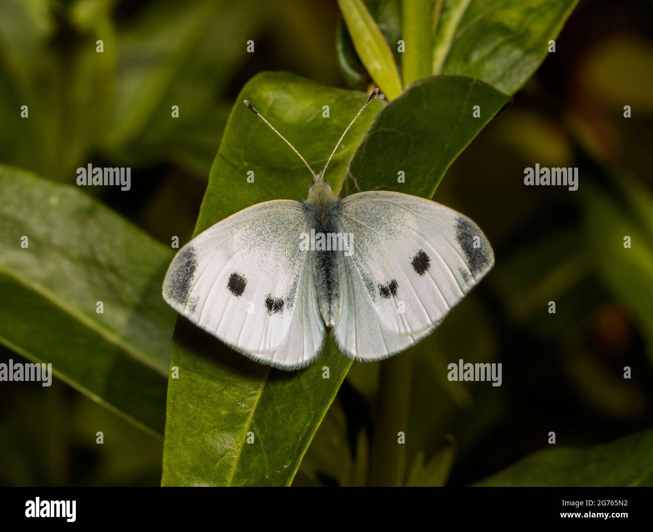 European small cabbage white hi-res stock photography and images - Alamy