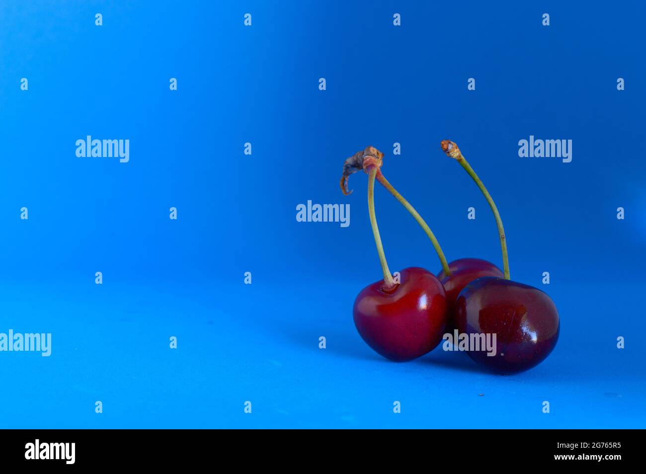Fresh sweet cherries with stalk from Dalmatia, isolated on a blue ...
