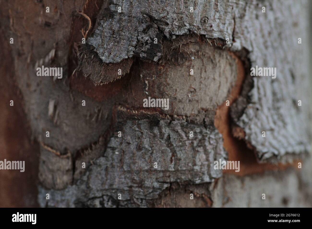 Beautiful background, bark of an old cherry and mulberry tree. A cherry ...