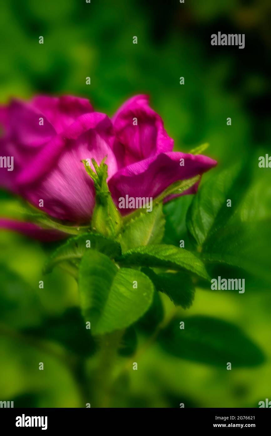 Stately Rosa ‘Scabrosa’, rose ‘Scabrosa’, Rosa rugosa ‘Scabrosa close ...