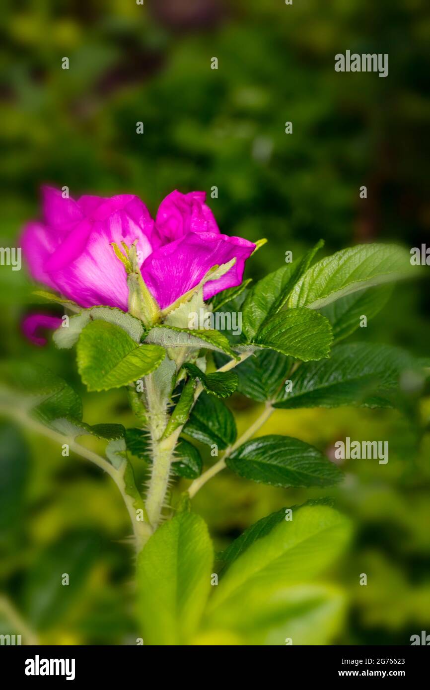 Stately Rosa ‘Scabrosa’, rose ‘Scabrosa’, Rosa rugosa ‘Scabrosa close ...