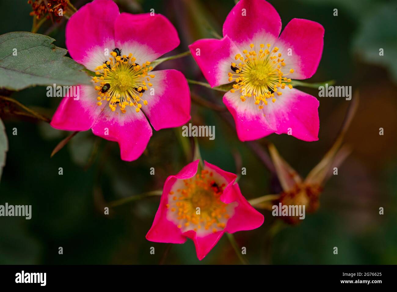 Delicate Rosa glauca, red-leaved rose, Rosa glauca ‘Rubrifolia’, Rosa ...