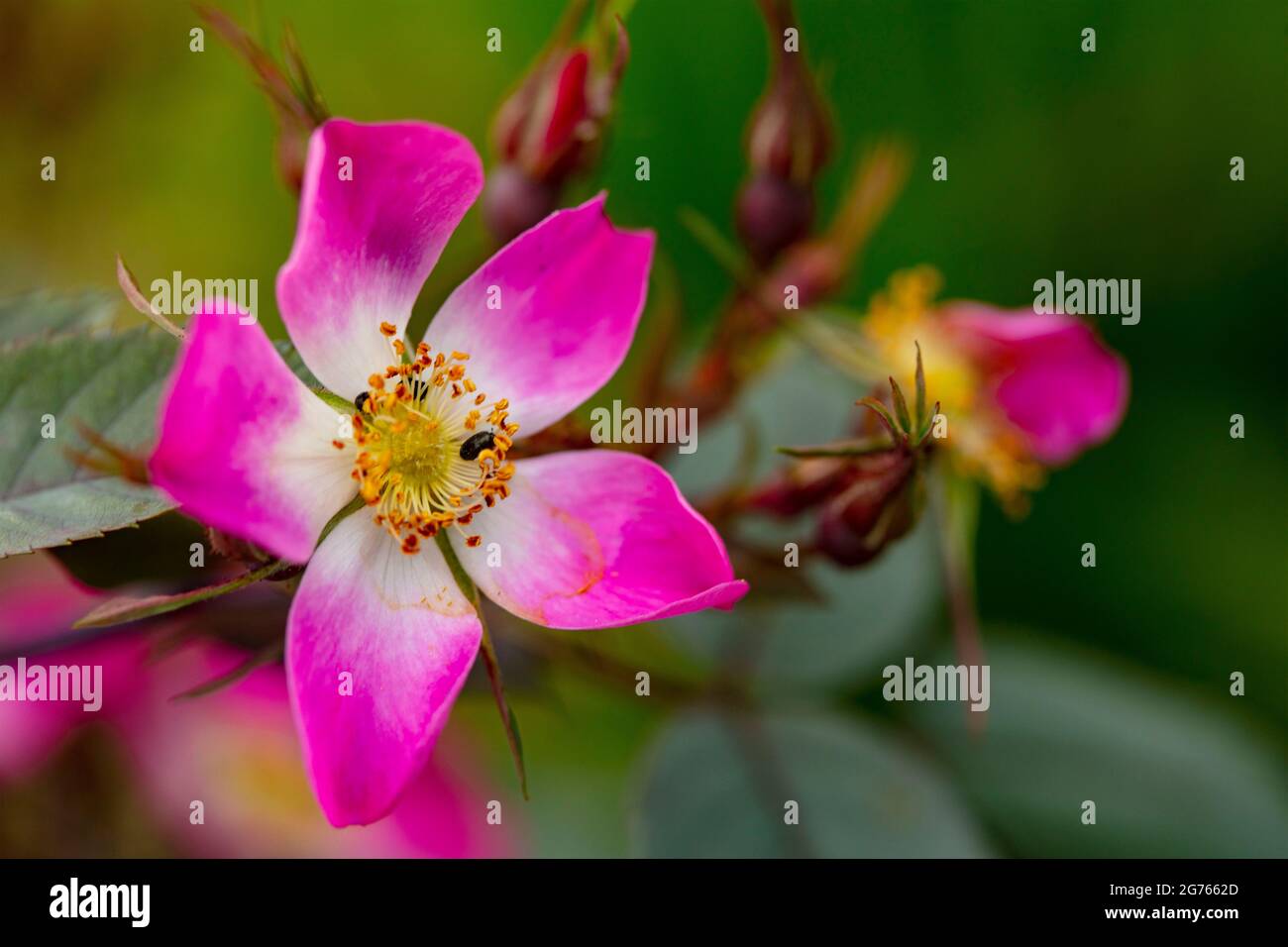 Delicate Rosa glauca, red-leaved rose, Rosa glauca ‘Rubrifolia’, Rosa ...