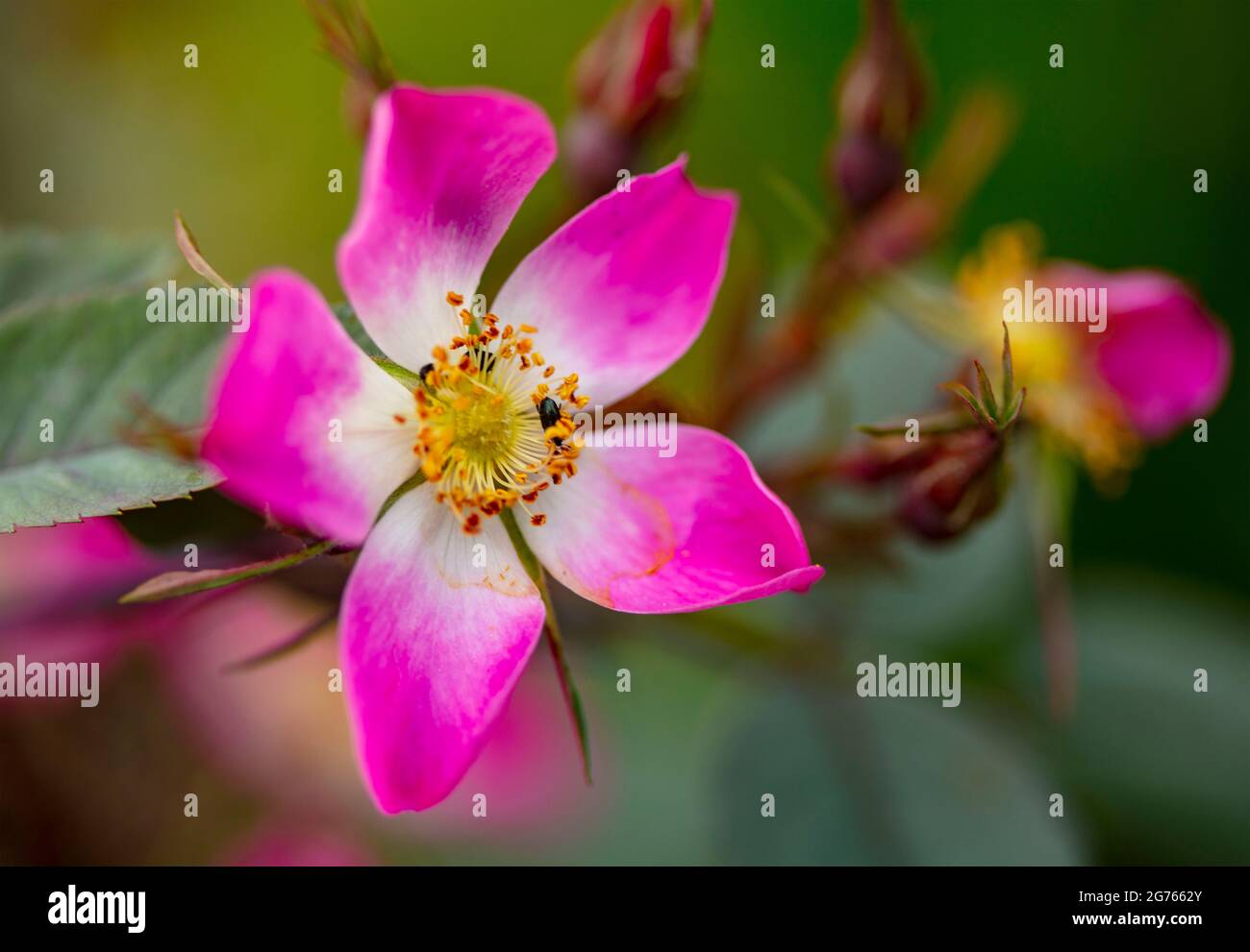 Delicate Rosa glauca, red-leaved rose, Rosa glauca ‘Rubrifolia’, Rosa ...