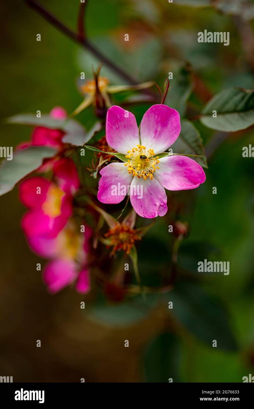 Delicate Rosa glauca, red-leaved rose, Rosa glauca ‘Rubrifolia’, Rosa ...