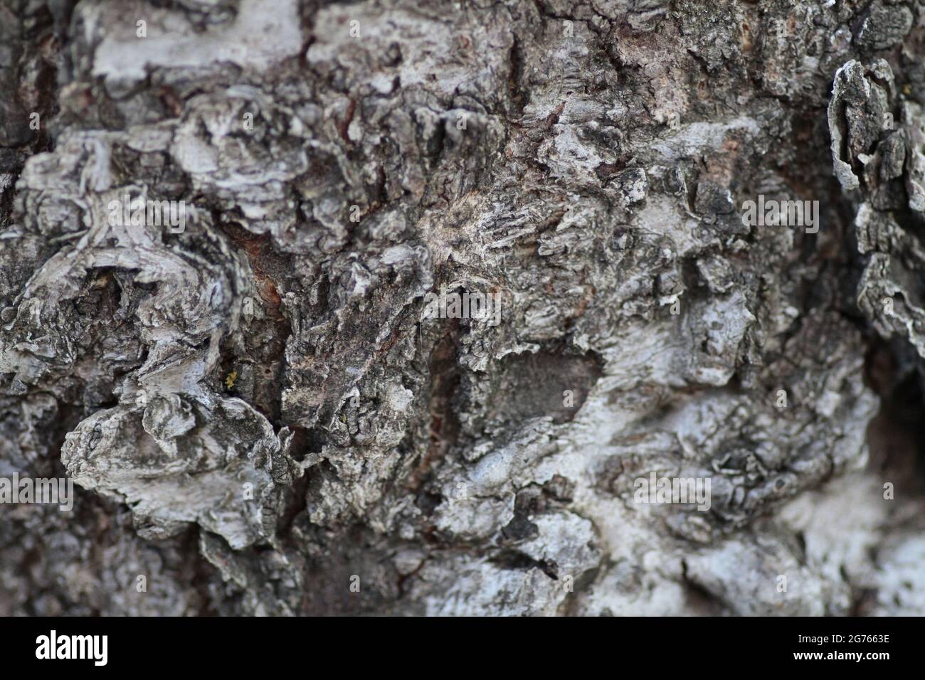 Beautiful background, bark of an old cherry and mulberry tree. A cherry ...