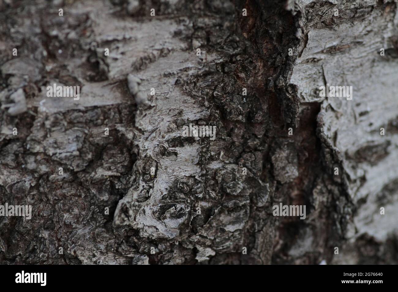 Beautiful background, bark of an old cherry and mulberry tree. A cherry ...