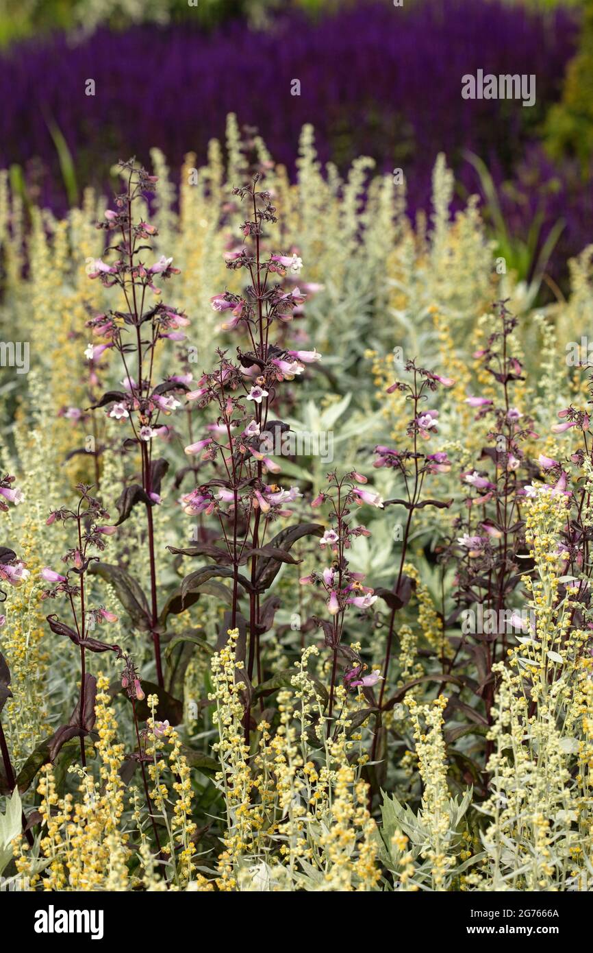 Stately Penstemon 'Dark Towers’, beard-tongue 'Dark Towers’ flowers in ...