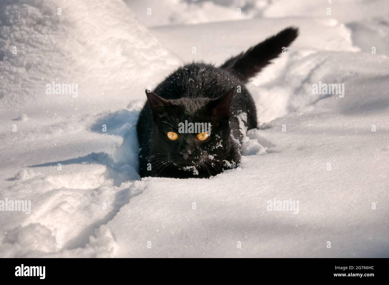 Funny black kitten with yellow eyes sneaking in the snow on a cold ...