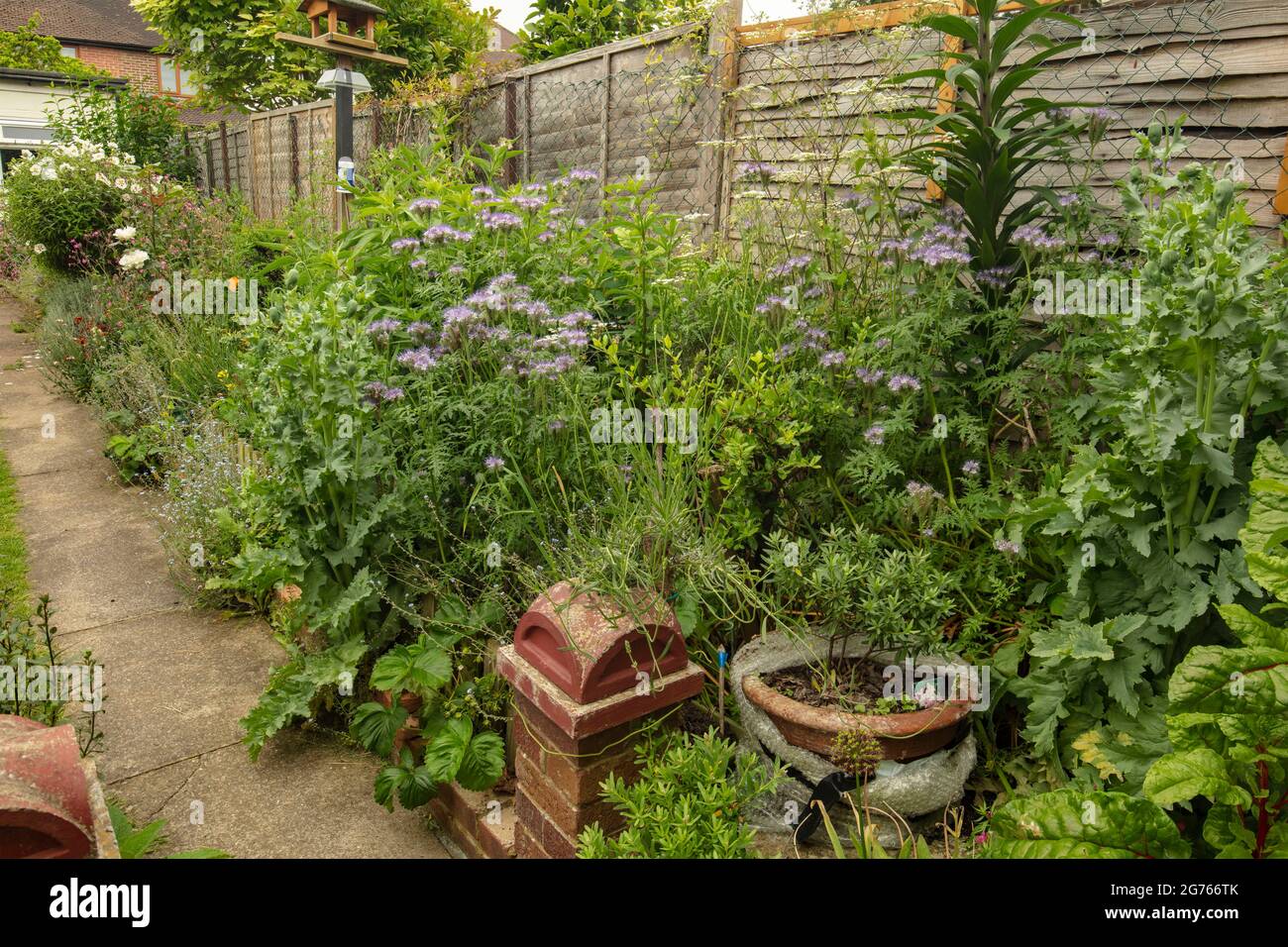 Wellbeing, intimate portraits from a normal urban garden in London ...