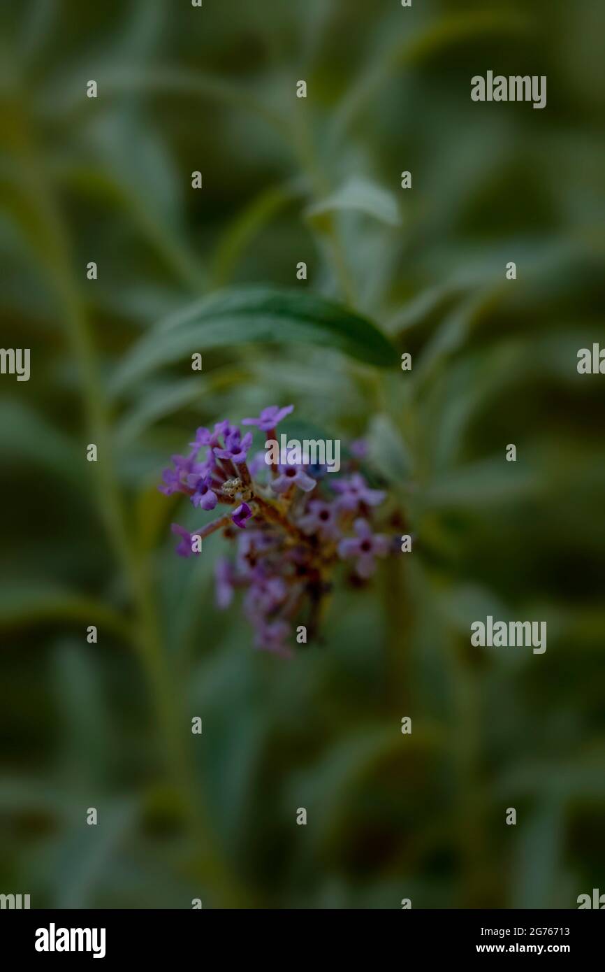 Popular Buddleja alternifolia, alternate-leaved butterfly bush flowers ...