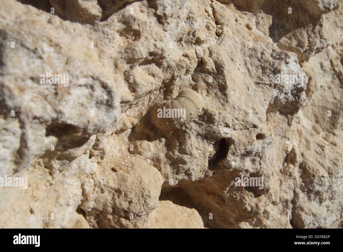 Fossil of a Sea Urchin imbedded naturaly in a rock in a dry riverbed in ...