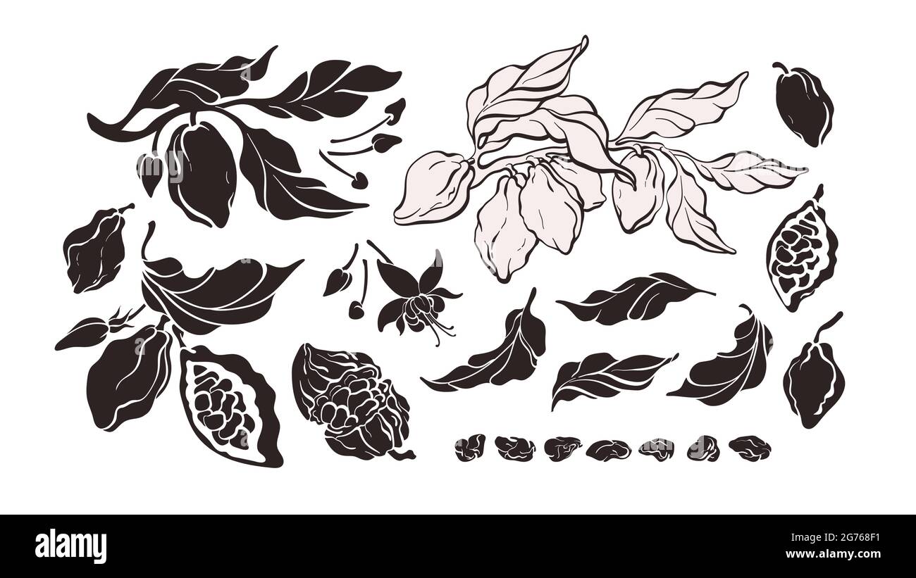 Cocoa silhouette set. Vector tree, isolate branch, bean, flower. Art ...