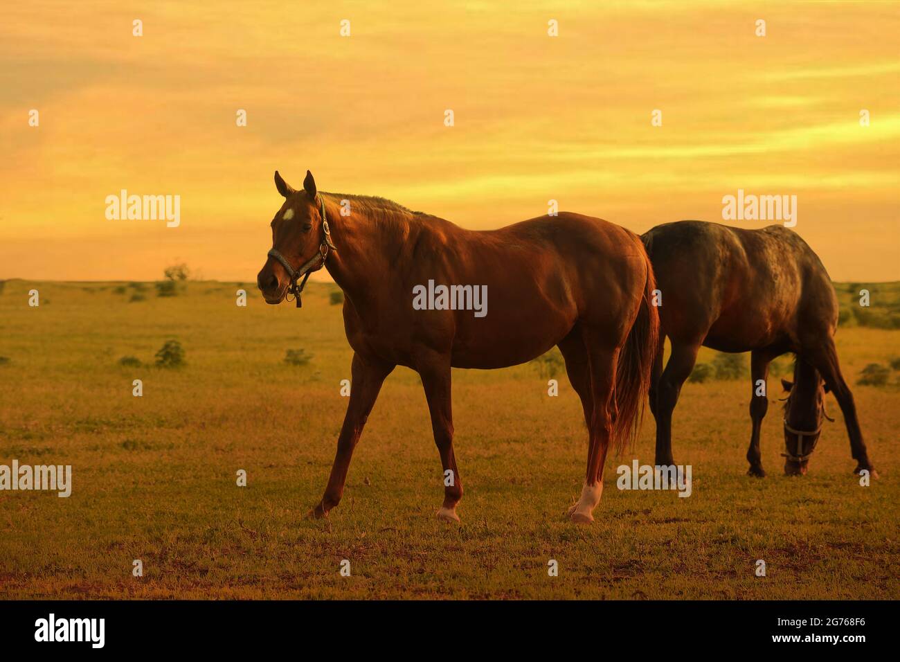 Two horses graze in a paddock at sunset in summer Stock Photo - Alamy