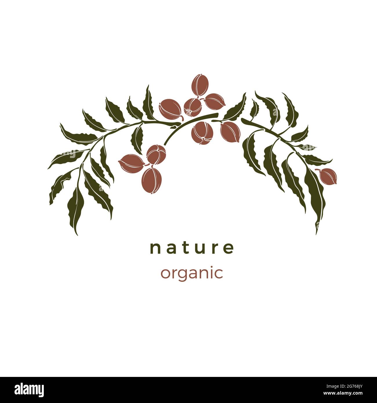 Nature pattern. Vector silhouette of pecan tree, nut, leaves, berry ...