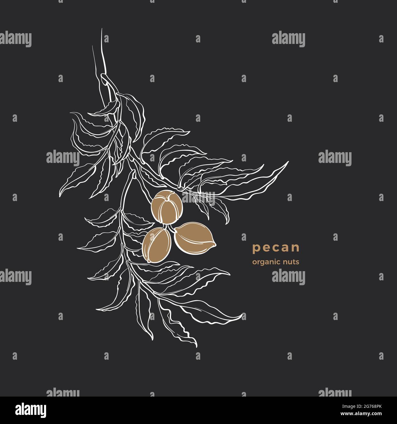 Pecan nuts. Vector botanical tree, hand drawn branch, graphic leaves ...