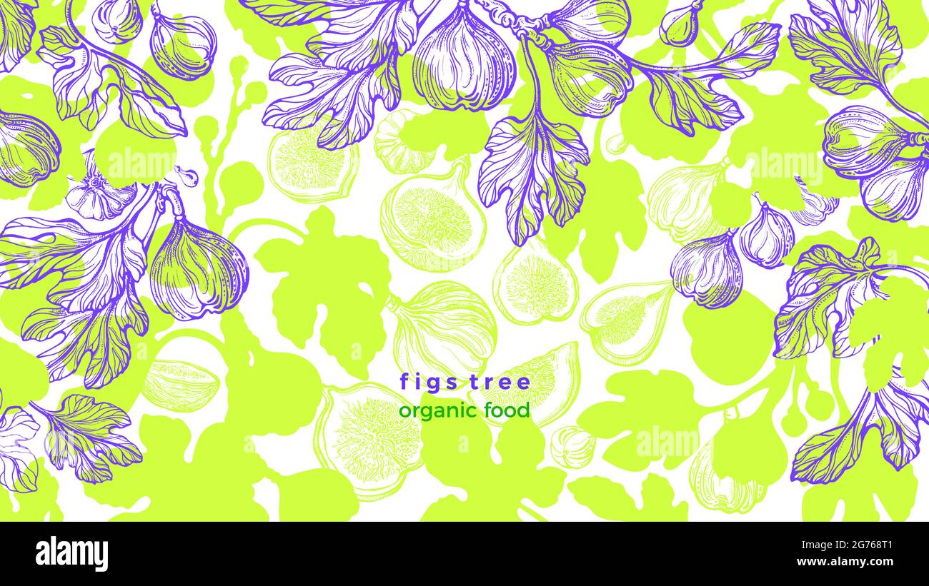 Fig tree. Vector illustration. Botanical plant, sweet fruit, texture ...
