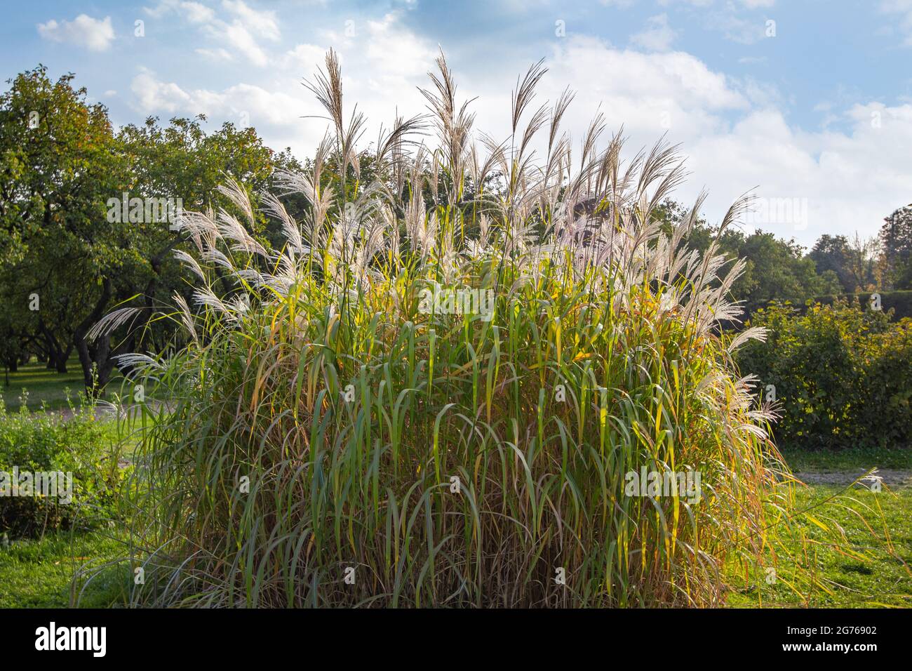 High Busty Green Grass Bush with Fluffy Spikelets with Yellow Dry Snaps ...