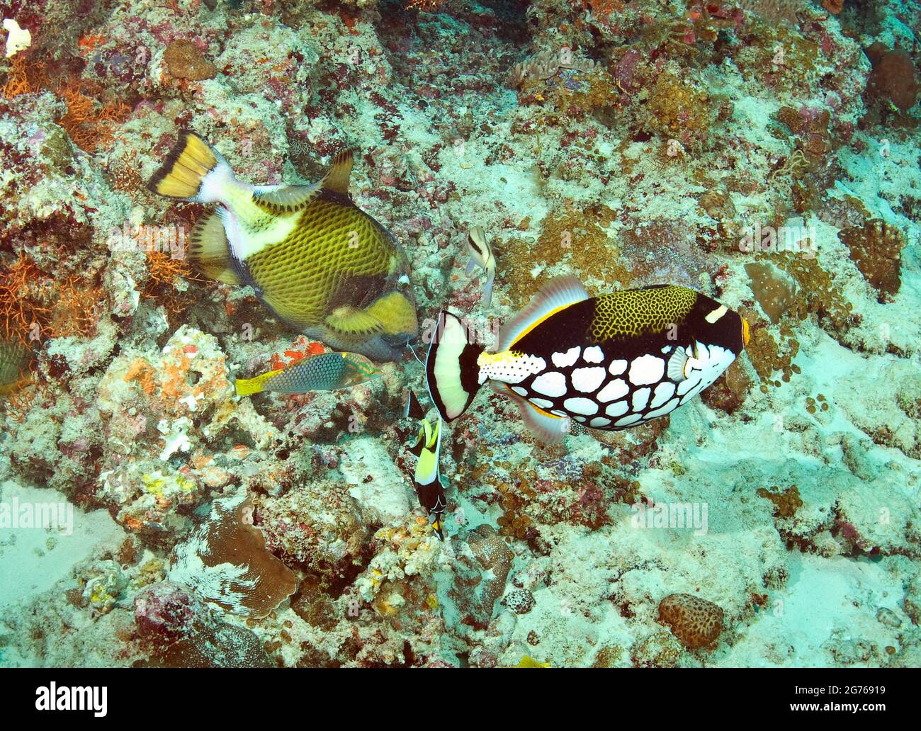 Clown triggerfish and titan triggerfish on coral reef hi-res stock ...